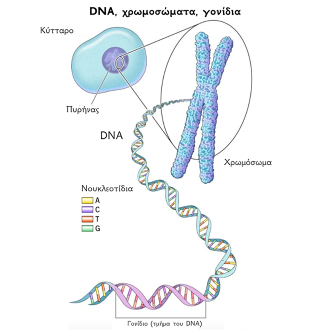 Διατροφογενετικό Τεστ DNA- Διατροφή βάση Γονιδίων - diaitologos.com